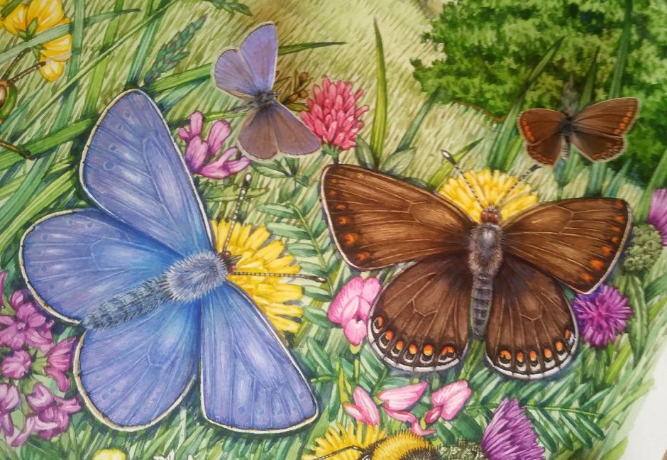 Illustrating a Wild Welsh Meadow of Butterflies - Lizzie Harper