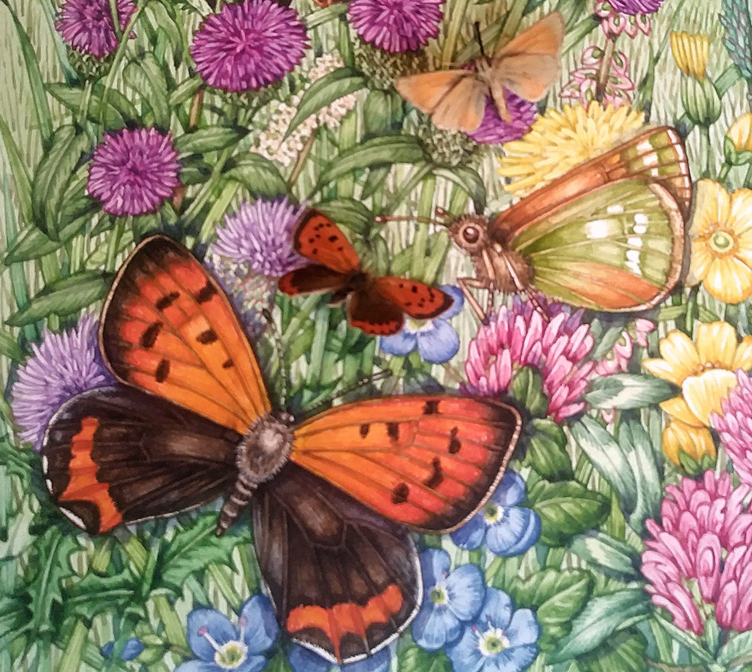 Illustrating a Wild Welsh Meadow of Butterflies - Lizzie Harper