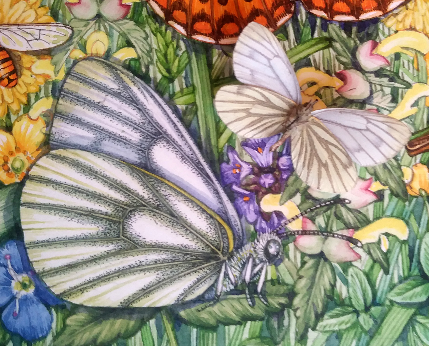 Illustrating a Wild Welsh Meadow of Butterflies - Lizzie Harper