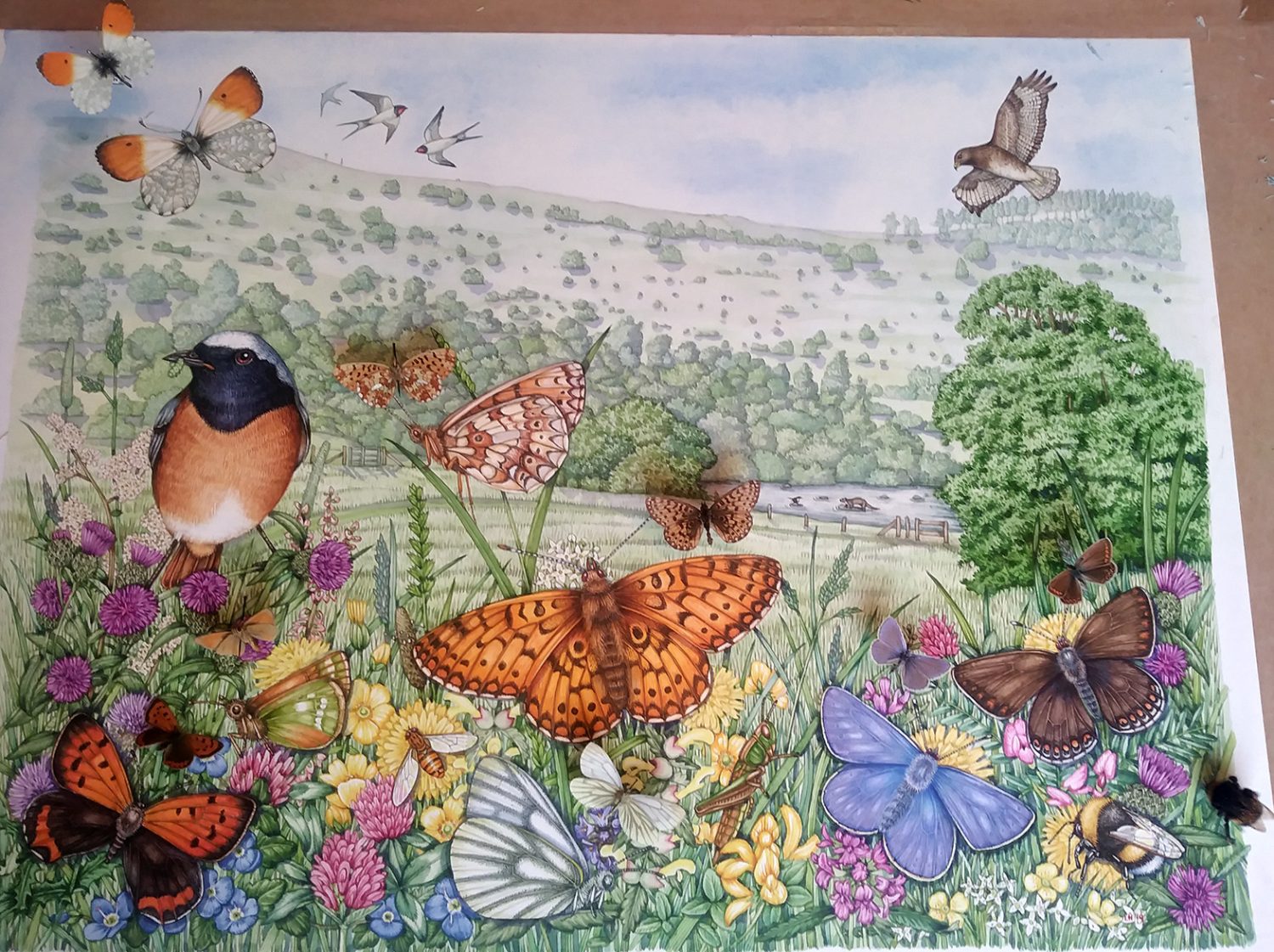 Illustrating a Wild Welsh Meadow of Butterflies - Lizzie Harper