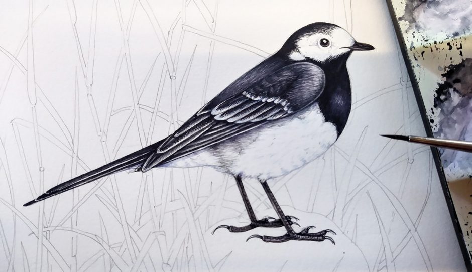 Pied Wagtail Illustration - Lizzie Harper