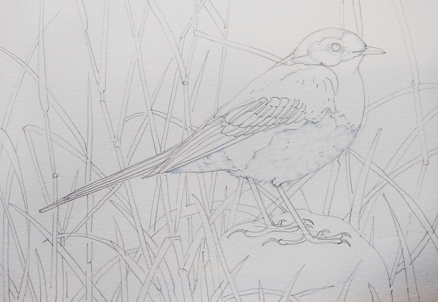 Pied Wagtail Illustration - Lizzie Harper