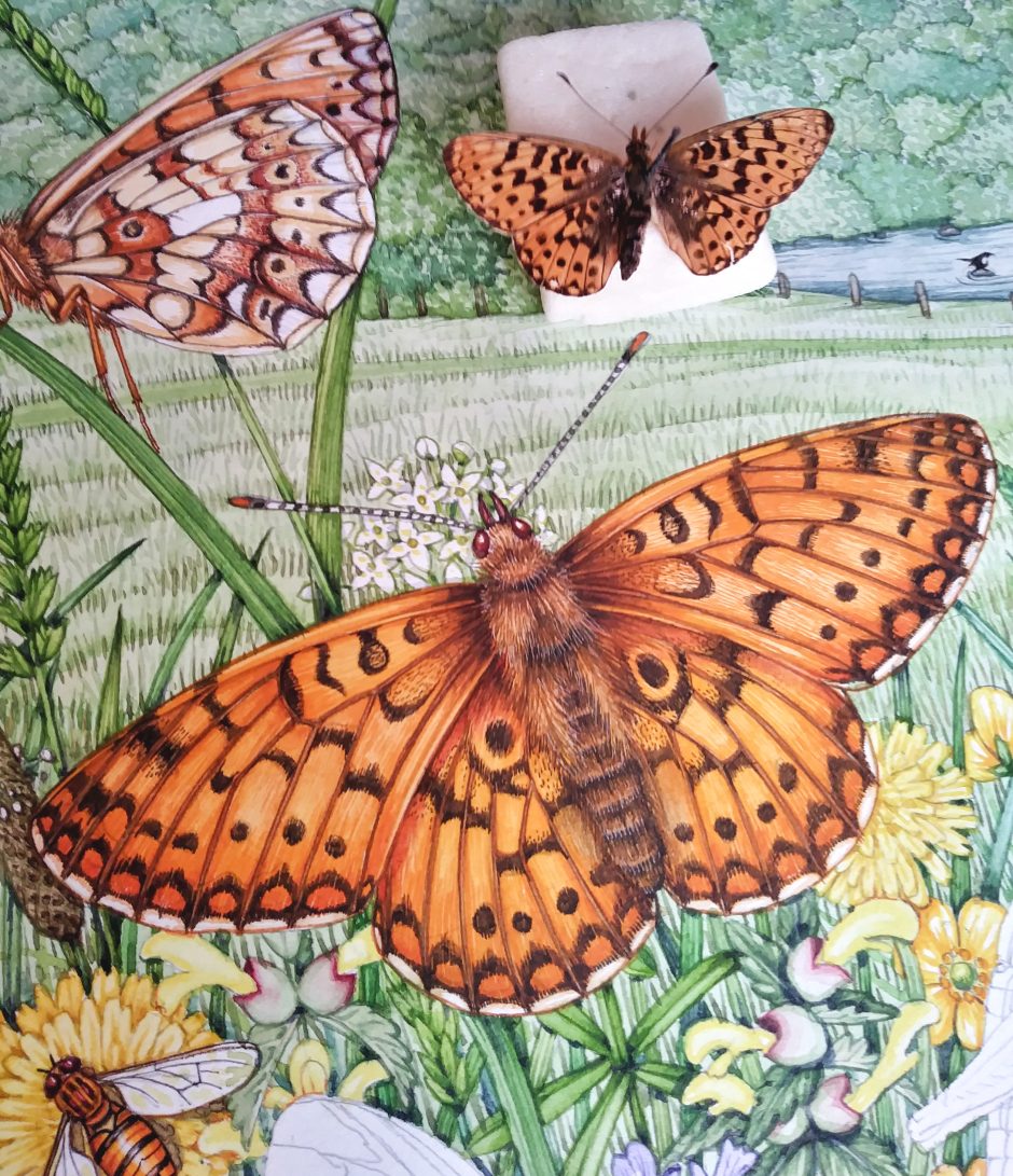 Illustrating a Wild Welsh Meadow of Butterflies - Lizzie Harper
