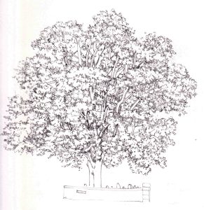 Sycamore Tree step by step - Lizzie Harper