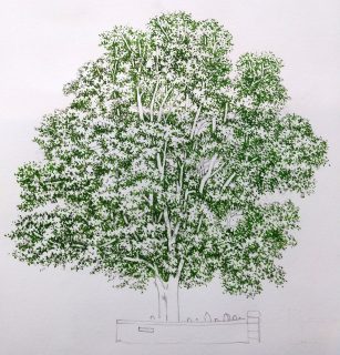 Sycamore Tree step by step - Lizzie Harper