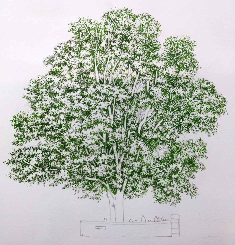 Sycamore Tree step by step - Lizzie Harper