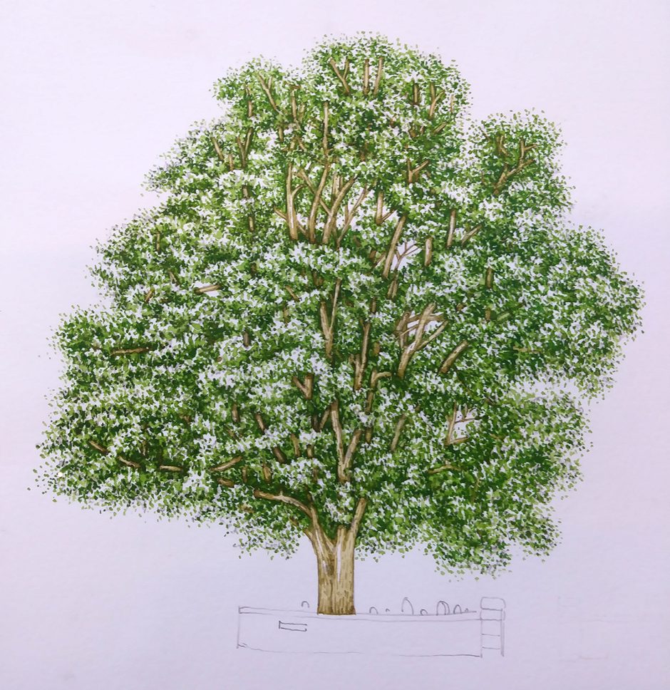 Sycamore Tree step by step - Lizzie Harper
