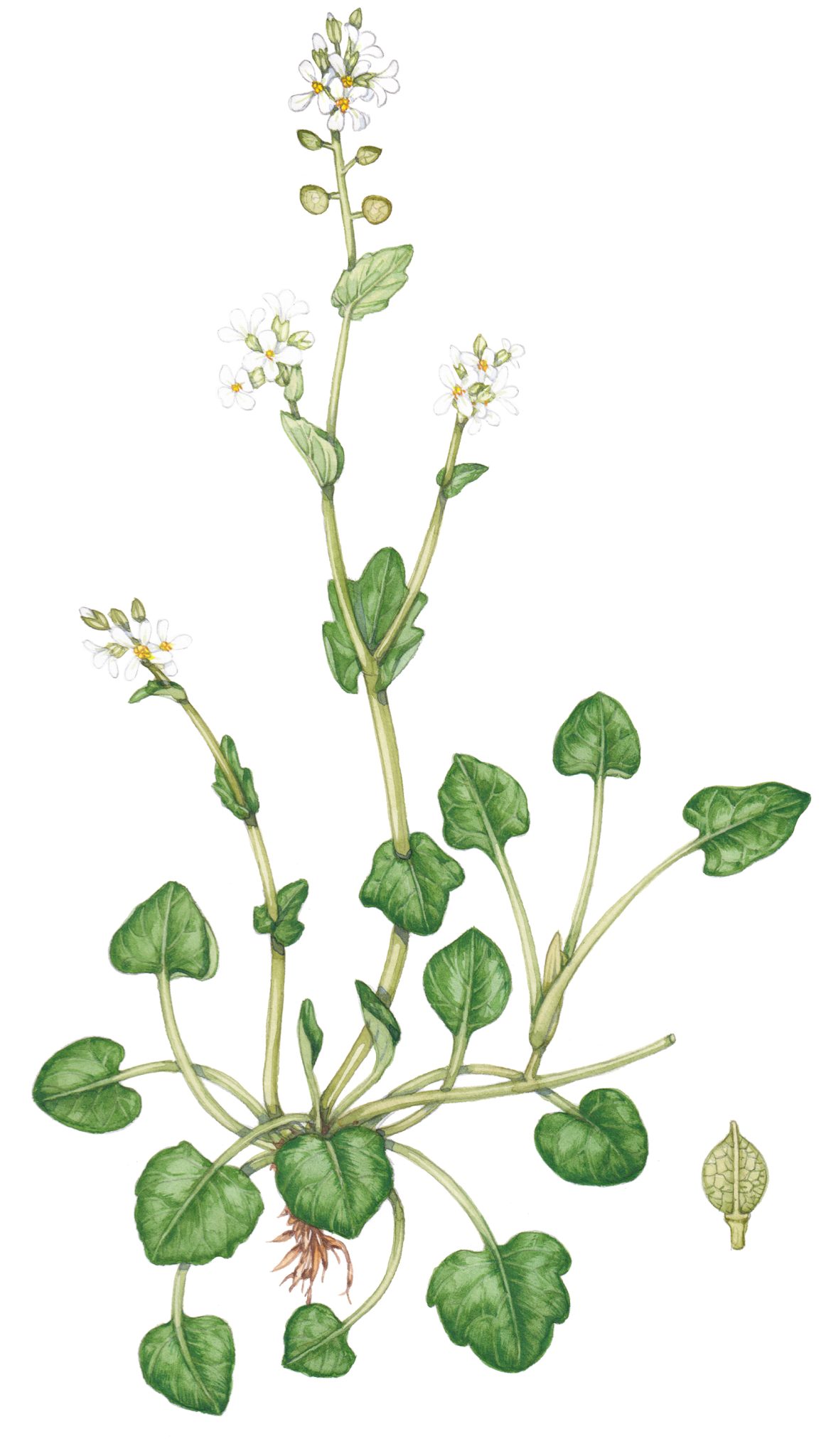 Common Scurvy-grass Cochlearia officinalis - Lizzie Harper