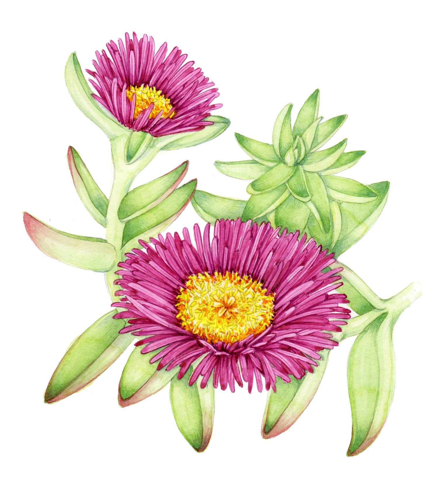 Halophytes: Salt Tolerant Plants - Lizzie Harper