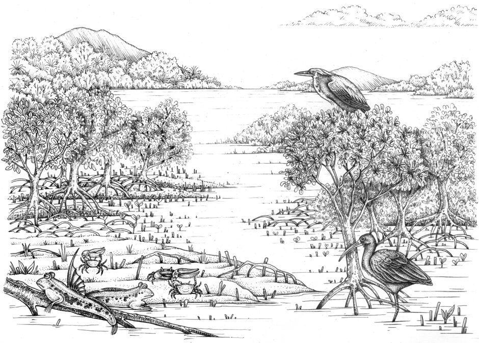 Halophytes: Salt Tolerant Plants - Lizzie Harper