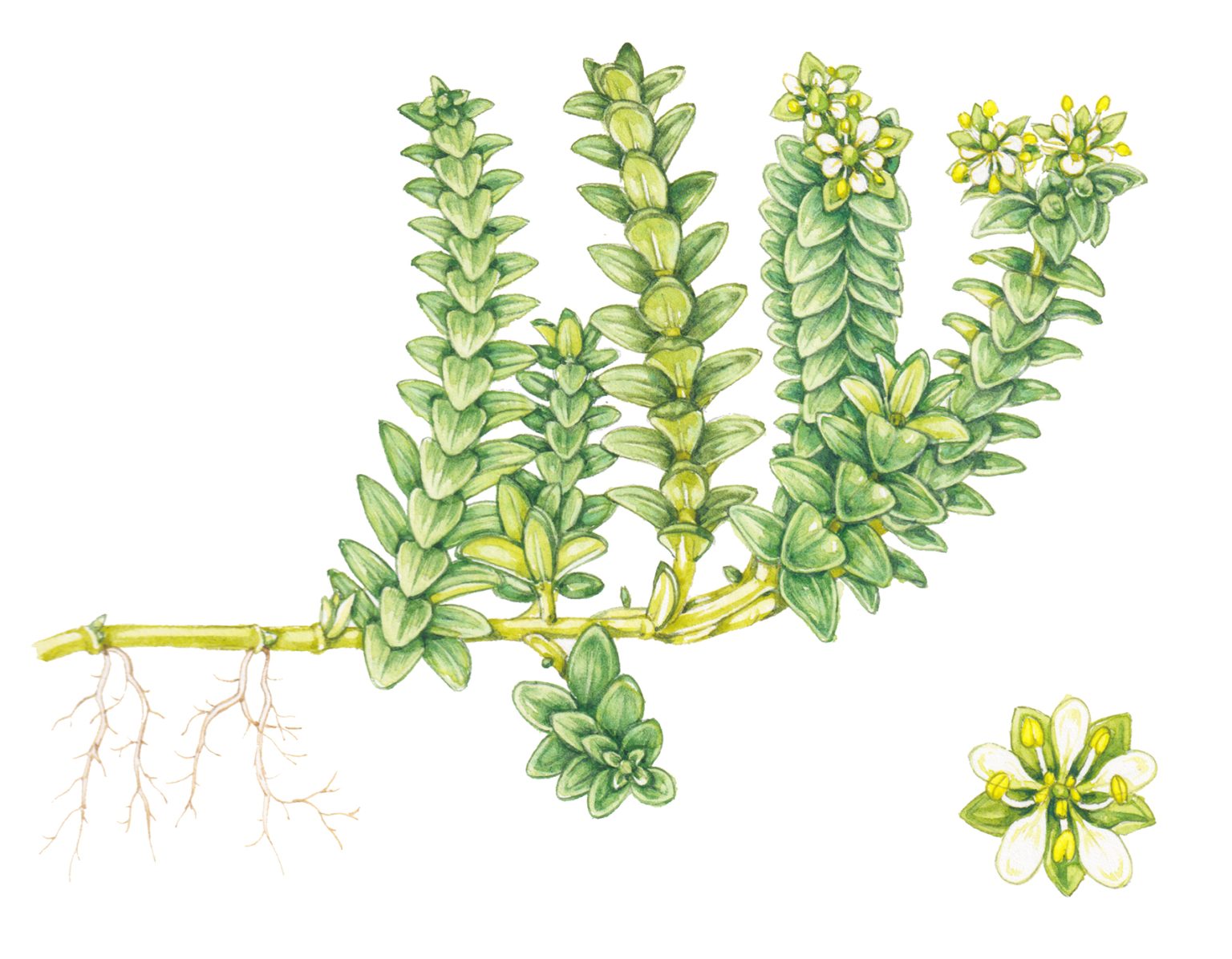 Halophytes: Salt Tolerant Plants - Lizzie Harper
