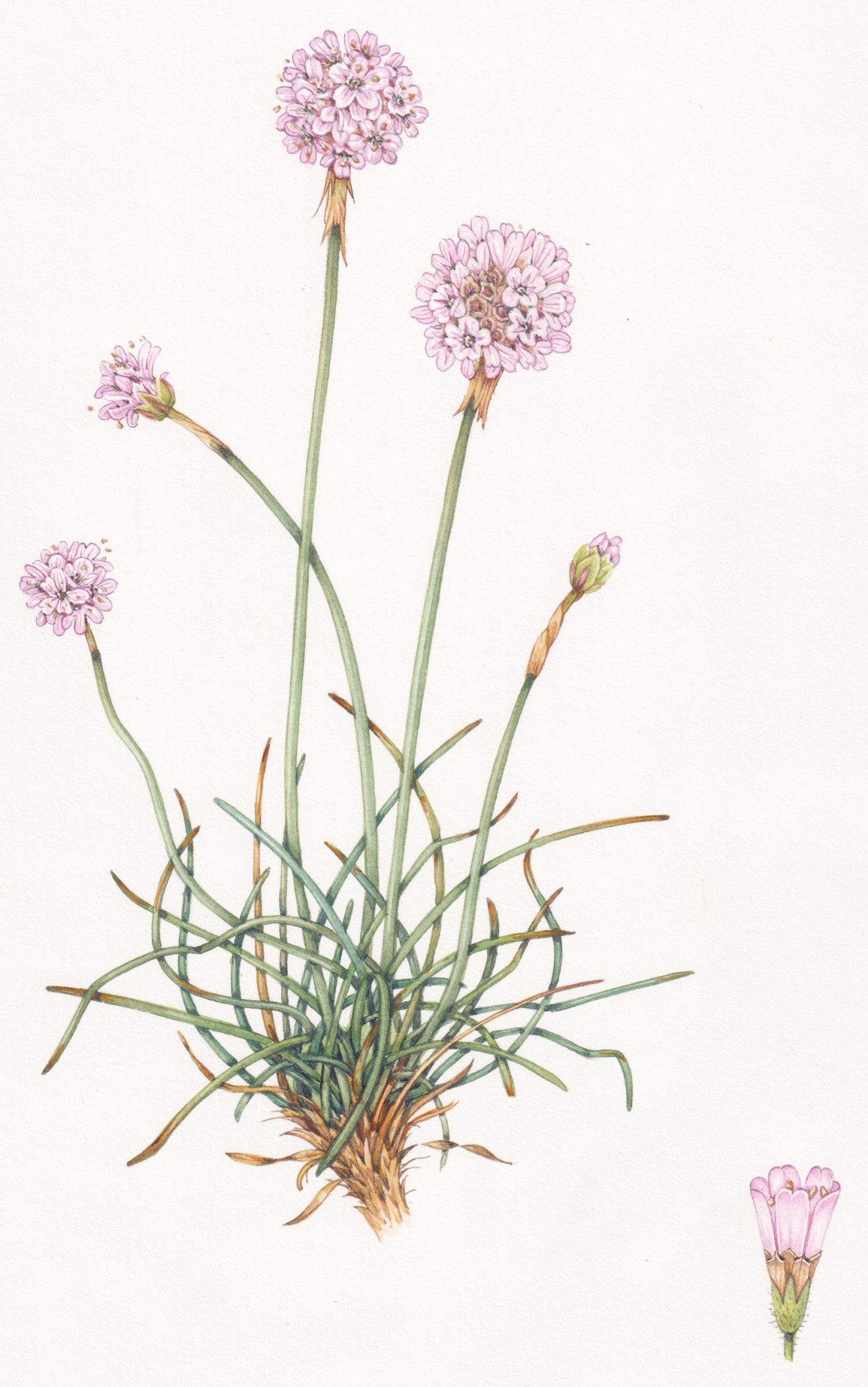 Halophytes: Salt Tolerant Plants - Lizzie Harper