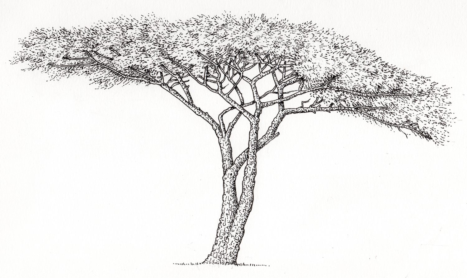 Acacia Acacia nilotica tree - Lizzie Harper