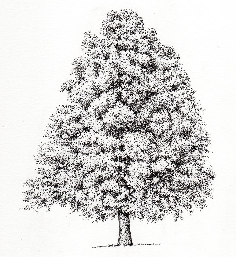 Alder Alnus glutinosa tree botanical illustration by Lizzie Harper ...