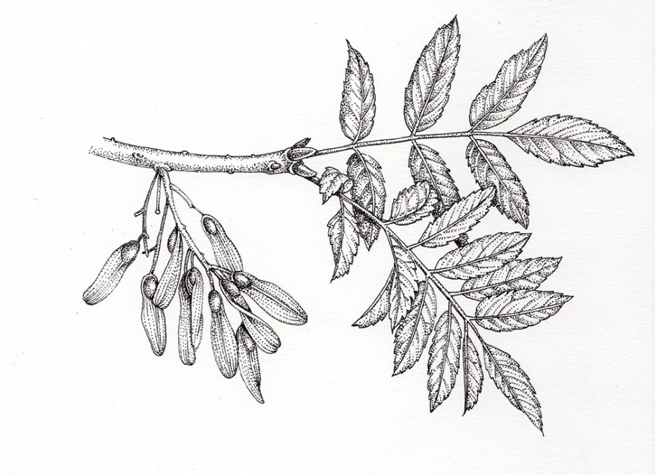 Ash Fraxinus excelsior leaves and keys on twig botanical illustration ...
