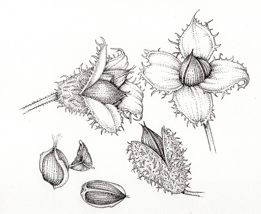Beech Fagus sylvatica beech nuts cases and fruit - Lizzie Harper