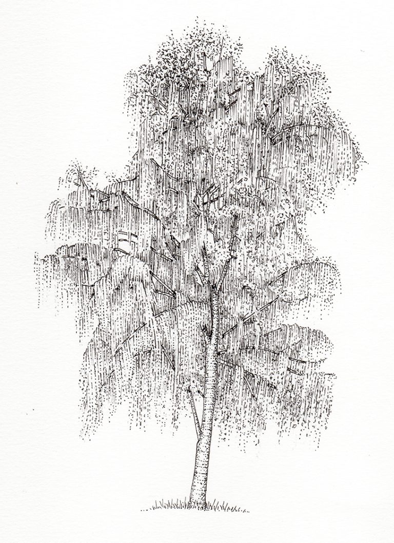 Birch silver Betula pendula tree botanical illustration by Lizzie ...