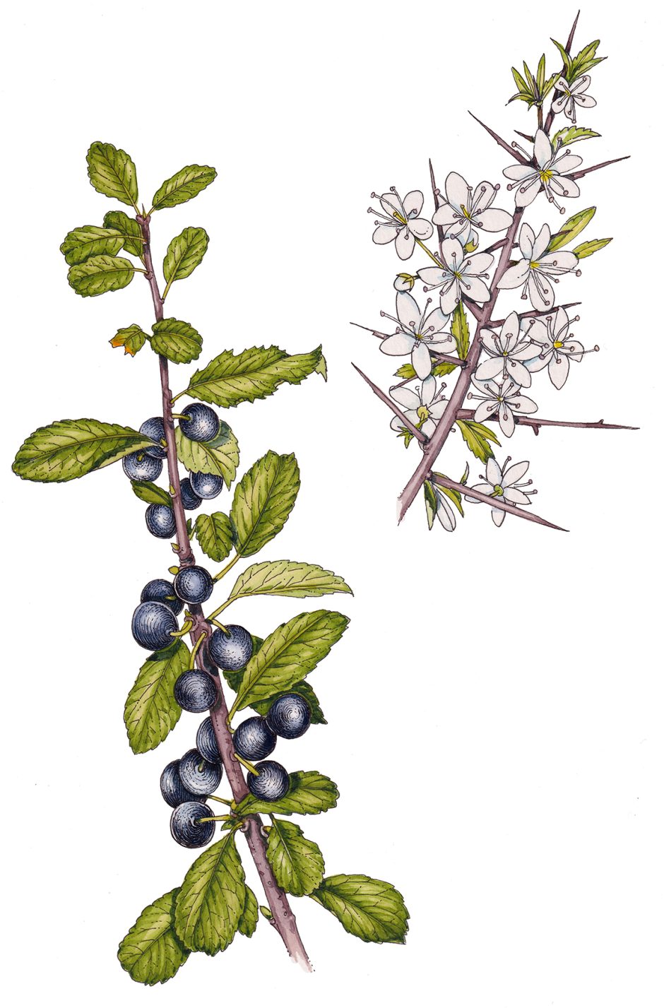 Blackthorn Sloe Prunus spinosa pen and ink with colour wash - Lizzie Harper