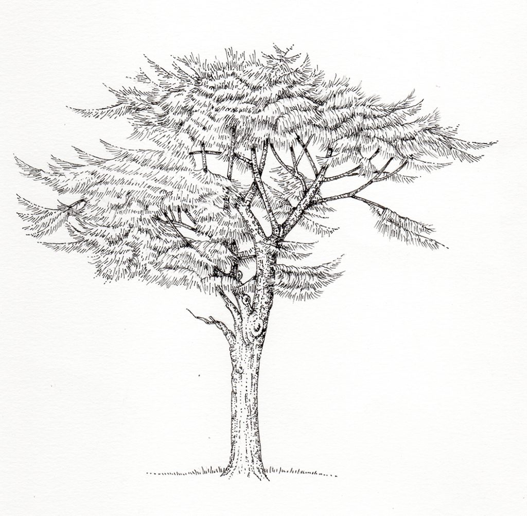 Cedar of Lebanon Cedrus libani tree - Lizzie Harper