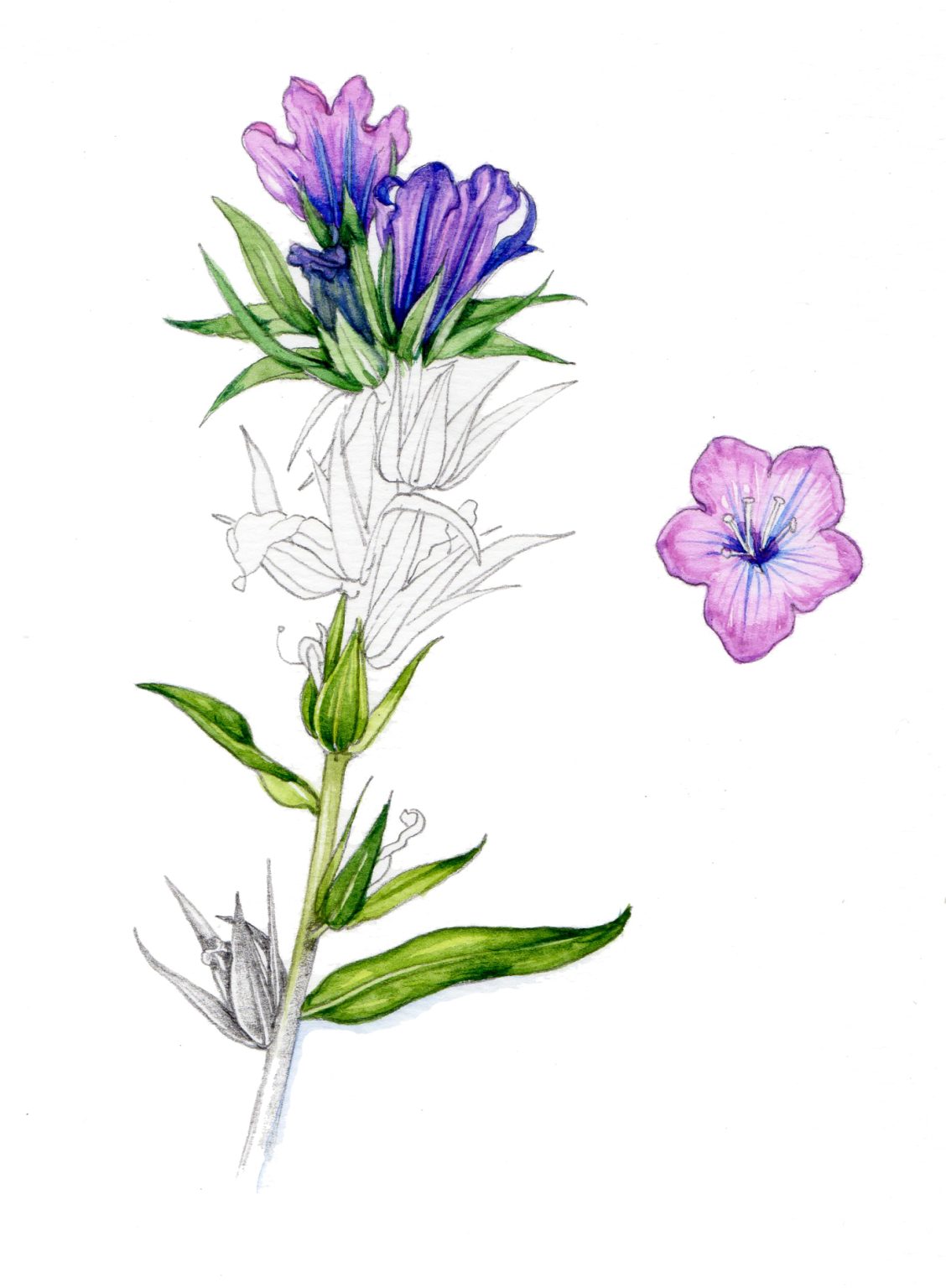 Dwarf Echium candicans sketch - Lizzie Harper