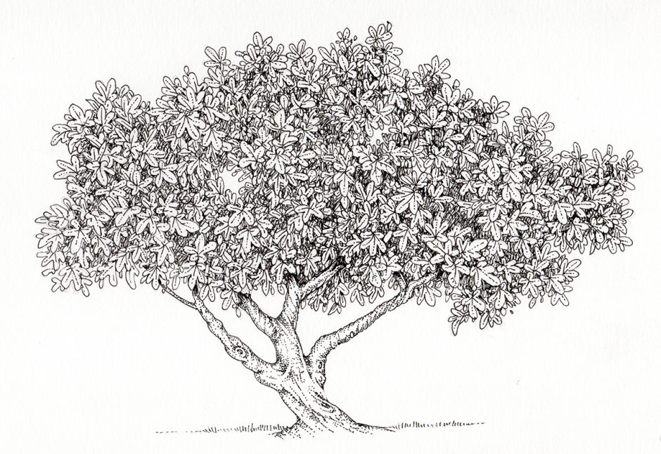 Botanical illustration Archives - Page 17 of 42 - Lizzie Harper