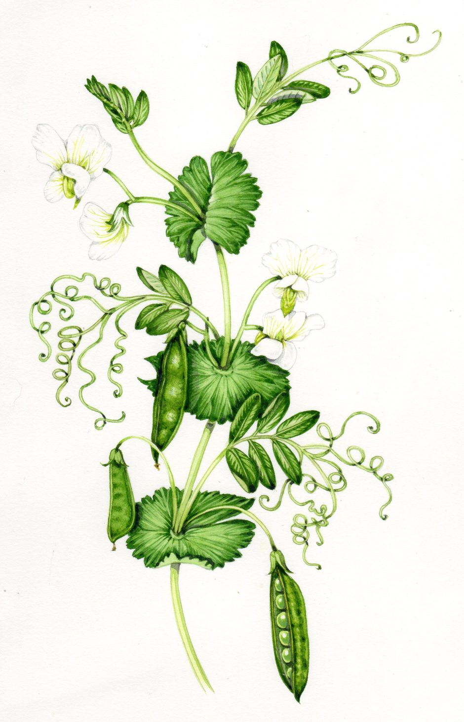 Botanical illustration Archives - Page 9 of 38 - Lizzie Harper