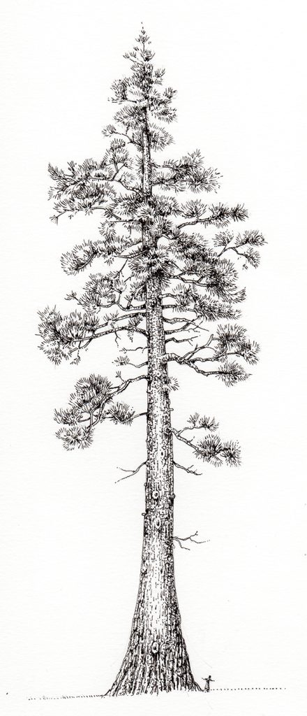 Giant redwood Sequoia sempevirens tree - Lizzie Harper