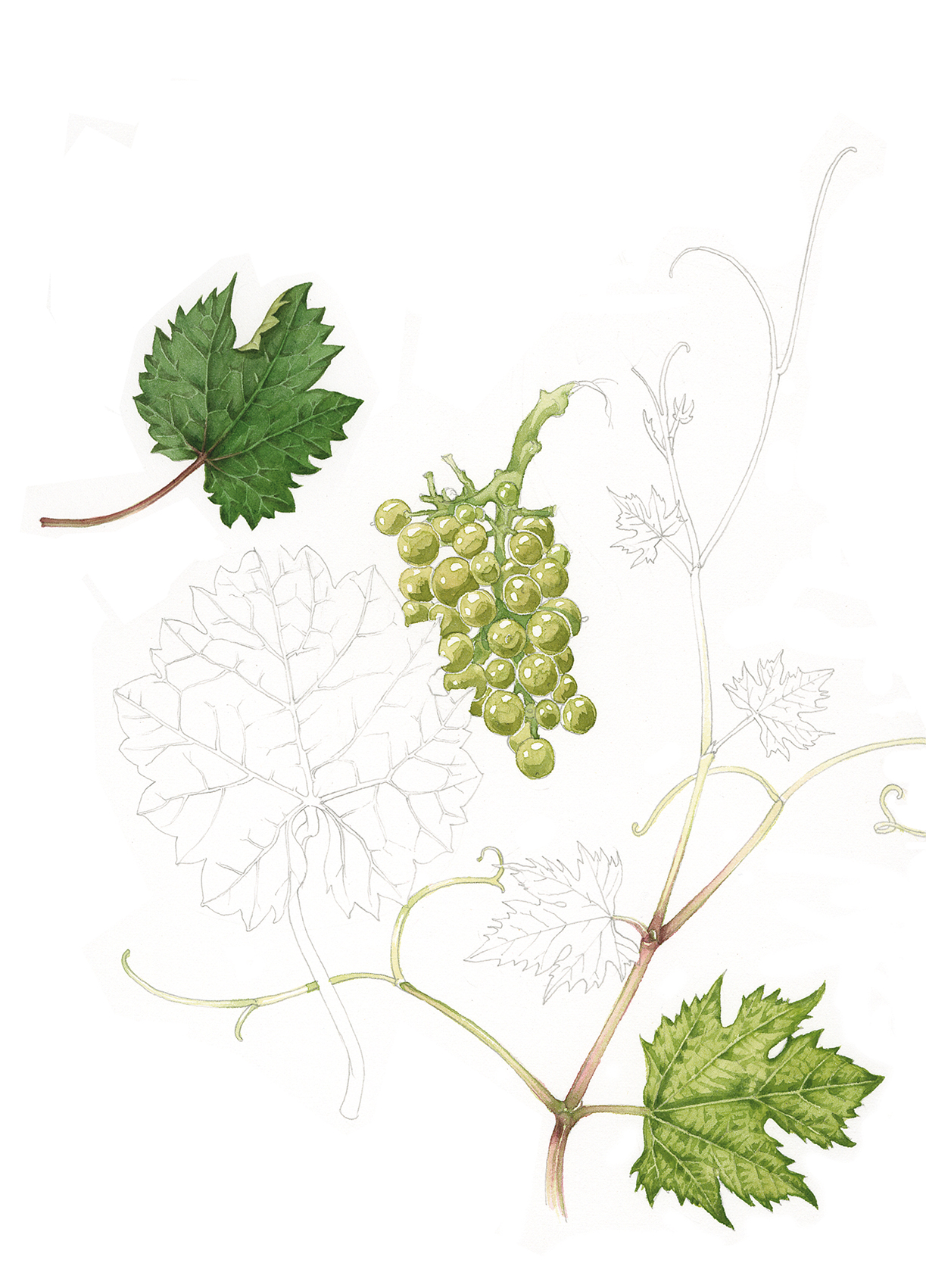Grape vine Vitis vinifera sketchbook study botanical illustration by ...