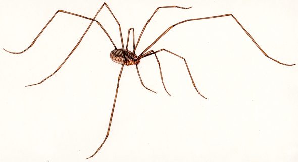 Harvestman Opiliones species - Lizzie Harper