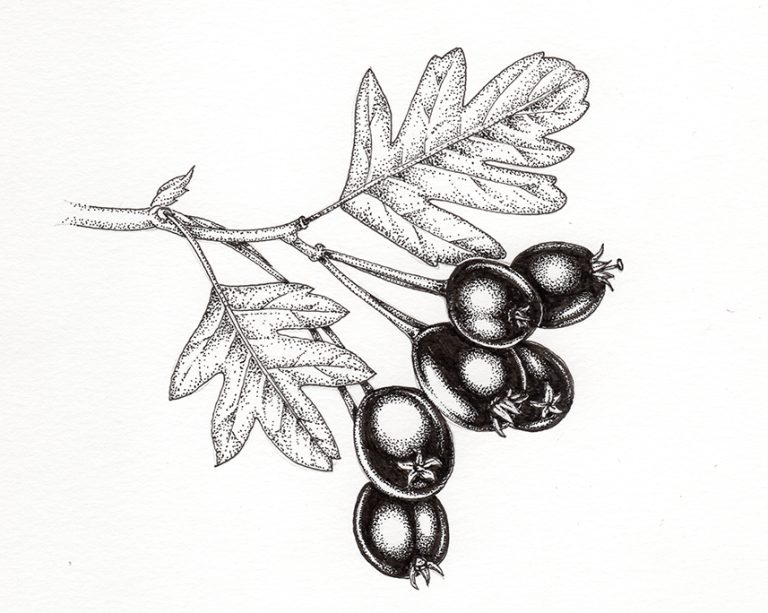 Trees: Hawthorn - Lizzie Harper