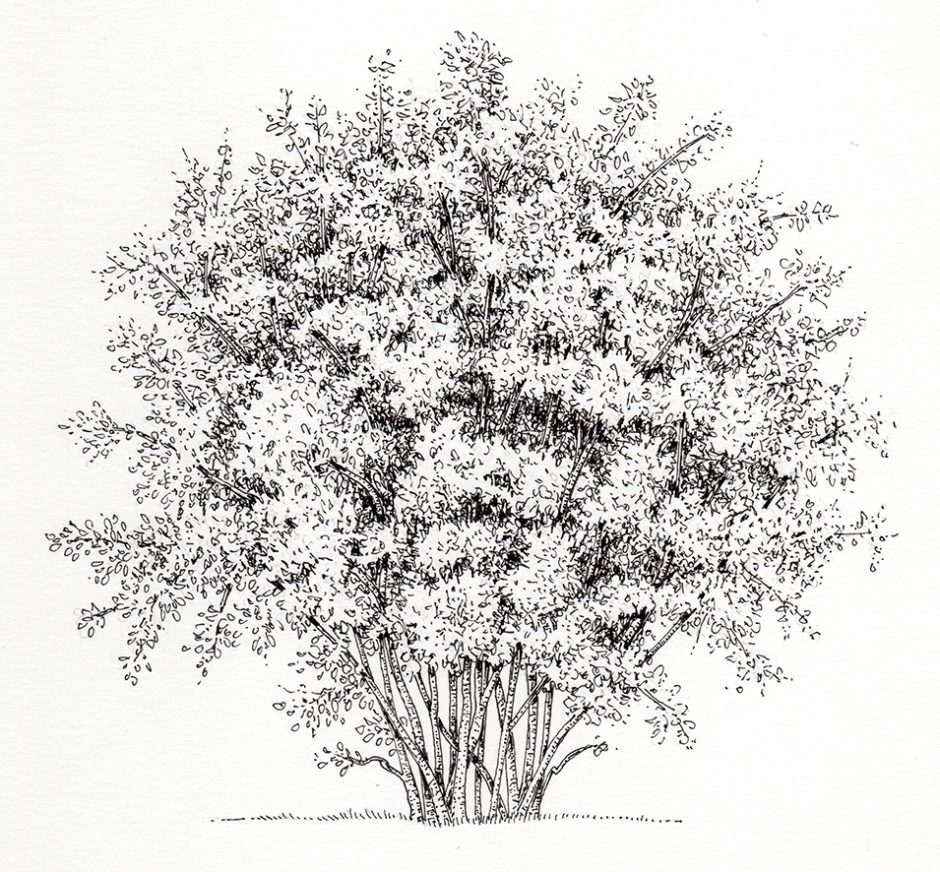 Hazel Corylus avellana tree - Lizzie Harper