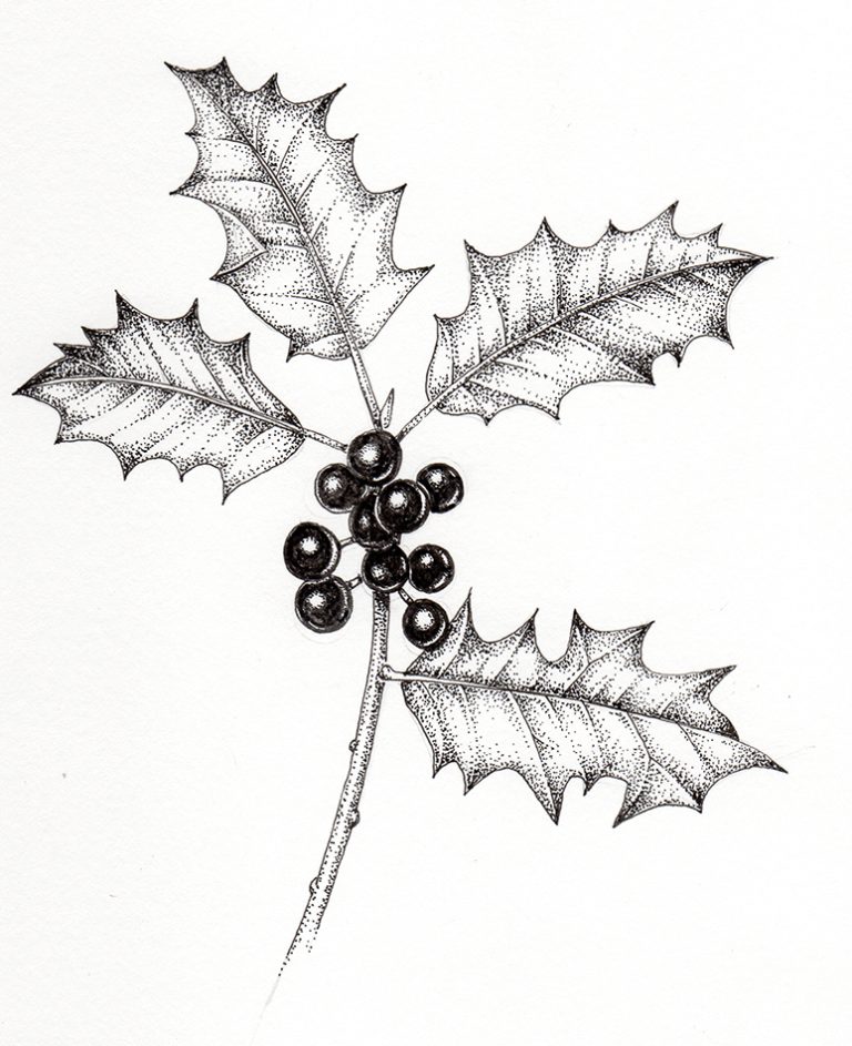 Holly: History, Folklore & Wales - Lizzie Harper