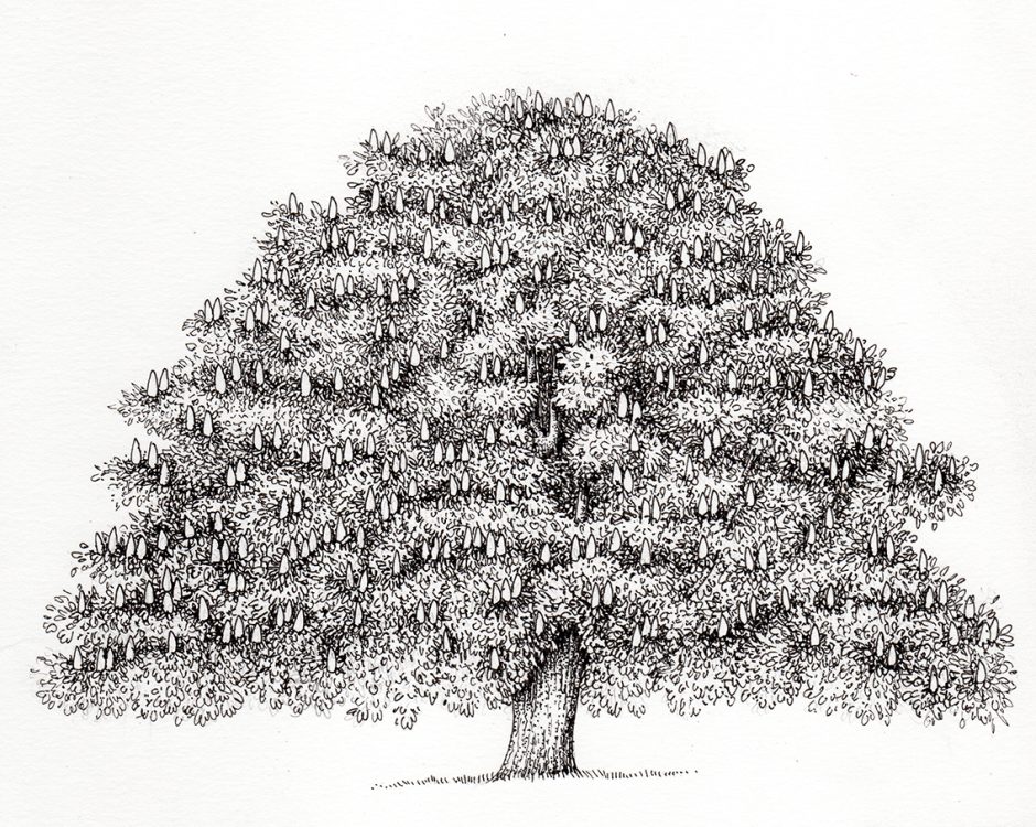 Trees: Horse chestnut Aesculus hippocastanum - Lizzie Harper