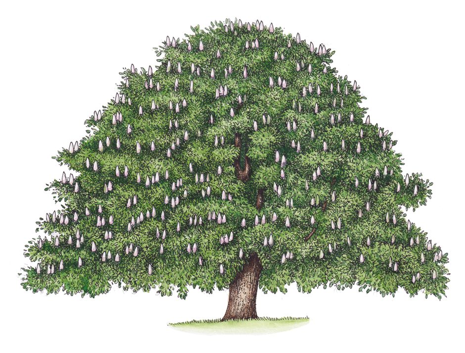 Trees: Horse chestnut Aesculus hippocastanum - Lizzie Harper
