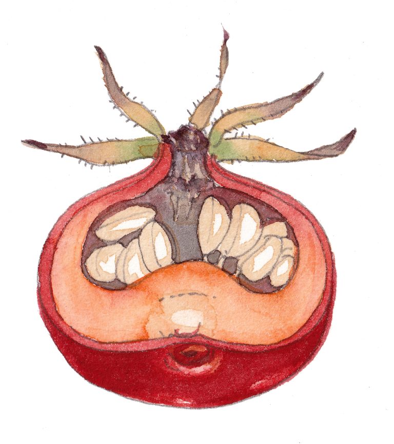 Japanese Rose Rosa rugosa rosehip cross section - Lizzie Harper