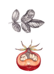Japanese Rose Rosa rugosa rosehip cross section and graphite leaf study ...