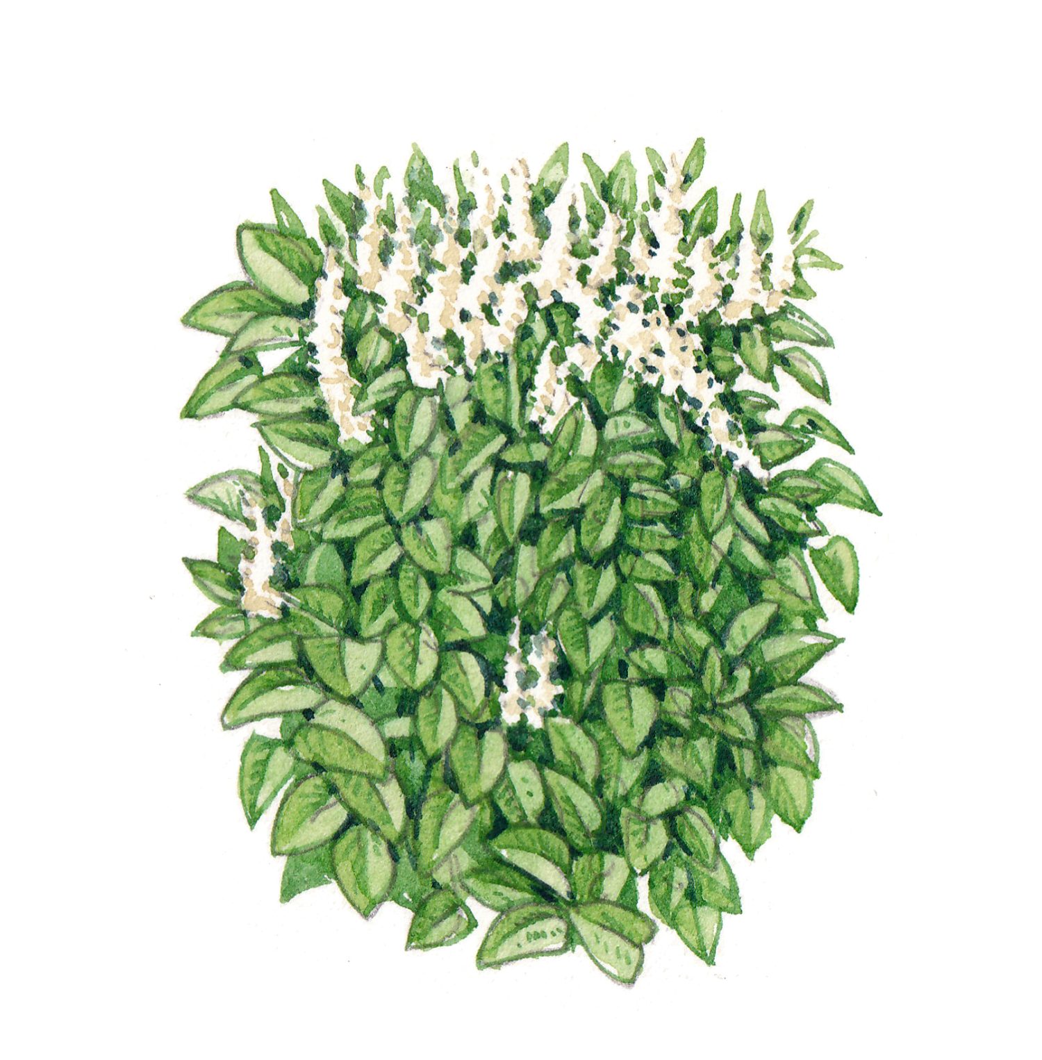 Japanese knotweed Fallopia japonica habit drawing - Lizzie Harper