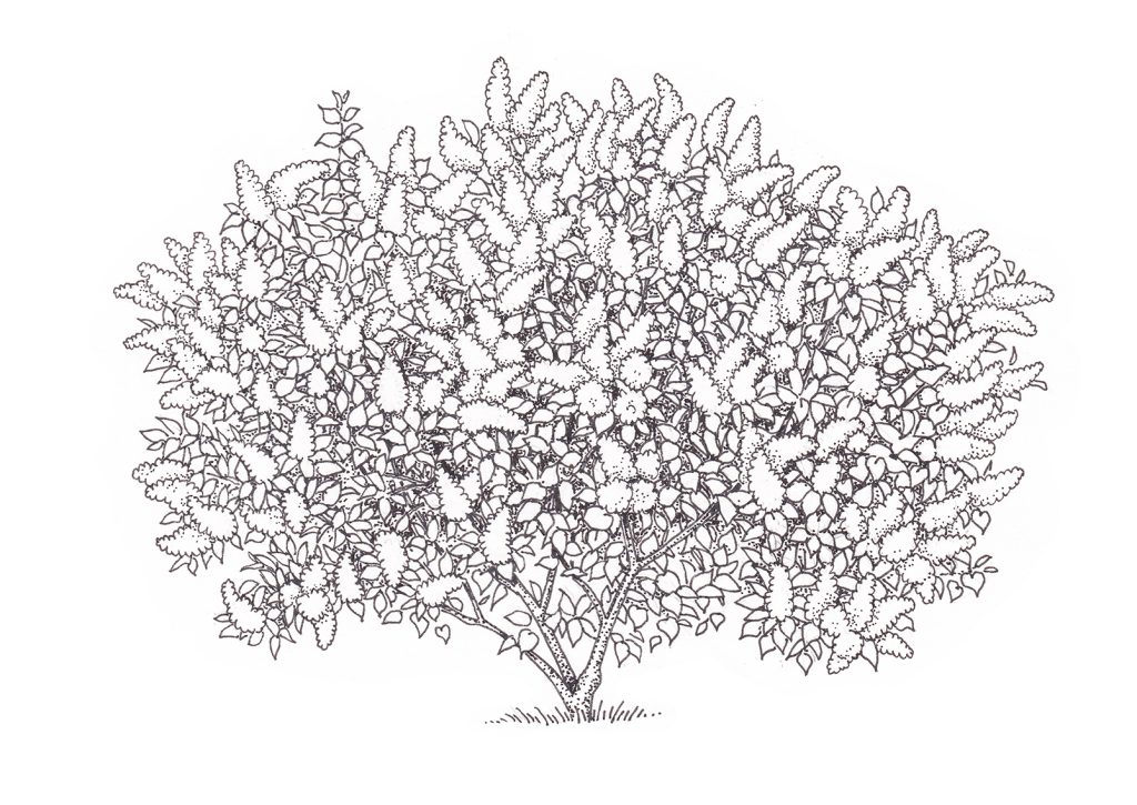Lilac tree Syringa vulgaris - Lizzie Harper