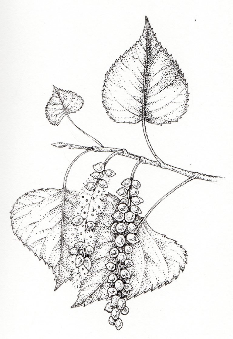 Lombardy poplar Populus nigra eaves seeds and fluffy seeds botanical ...