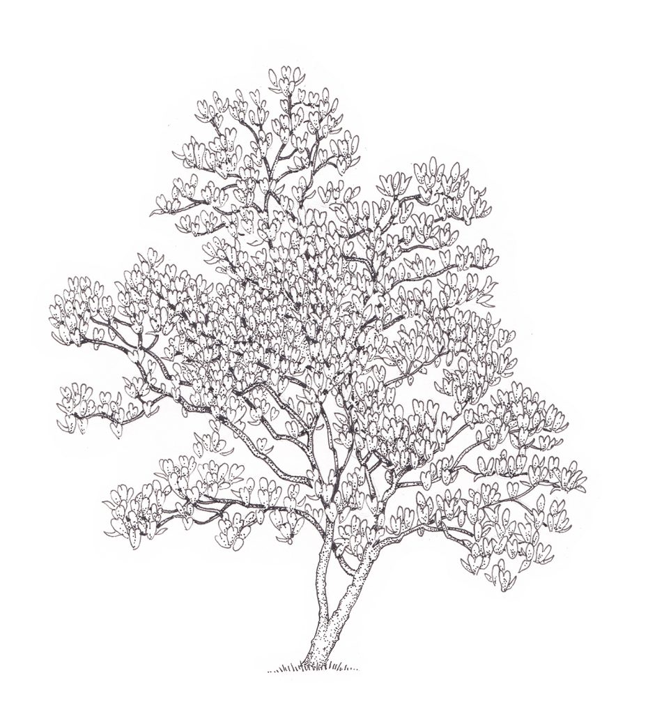 Magnolia tree Magnolia grandiflora - Lizzie Harper