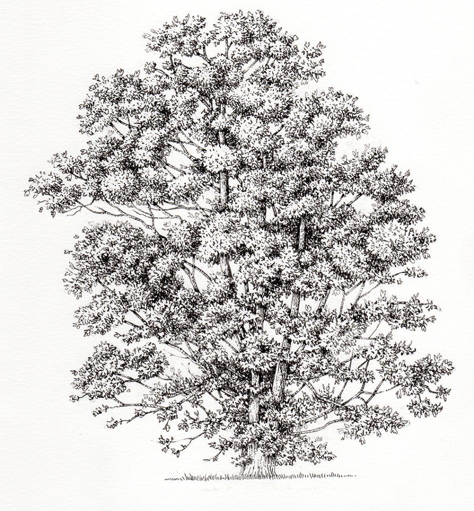 Maple Acer campestre tree botanical illustration by Lizzie Harper ...