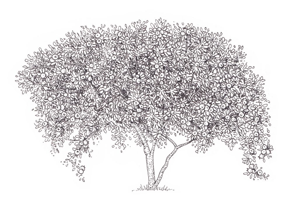 Medlar tree Mespilus germanica tree - Lizzie Harper