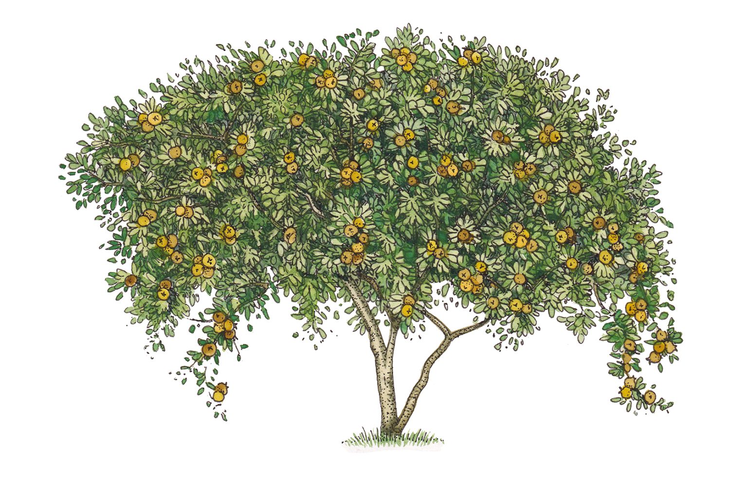 Medlar Mespilus germanica tree - Lizzie Harper