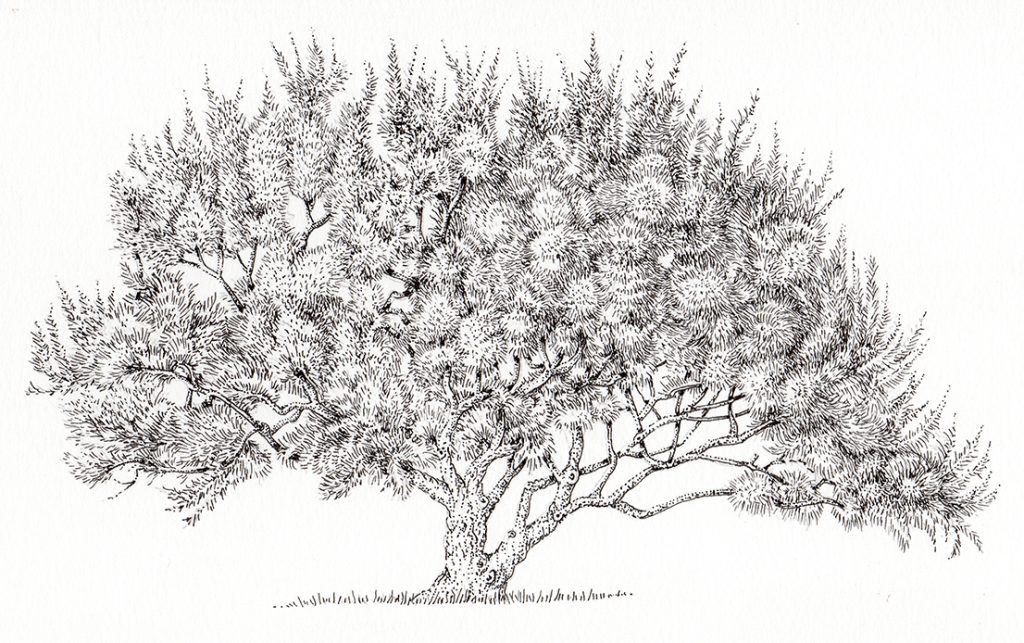 Myrtle Myrtus communis tree - SOLD - Lizzie Harper