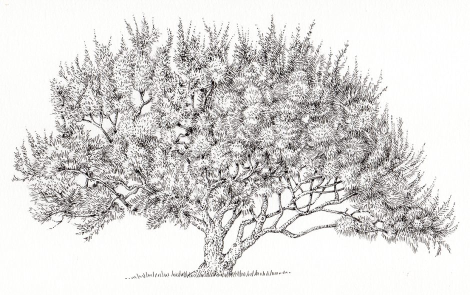 Myrtle Myrtus communis tree - Lizzie Harper