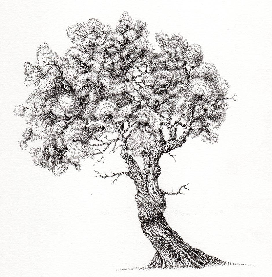 Botanical illustration Archives - Page 18 of 45 - Lizzie Harper