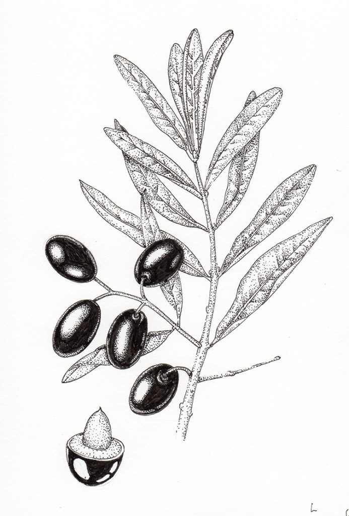 Olive Olea europea sprig with leaves fruit and detail of one half olive ...