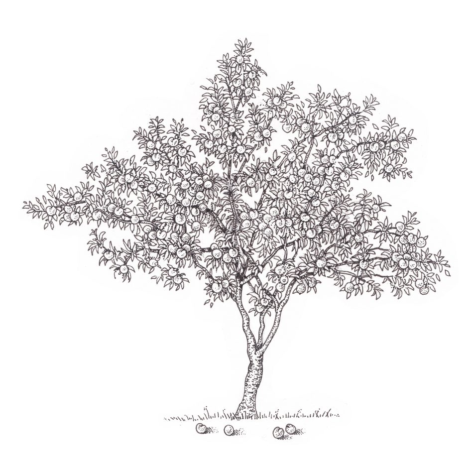Peach tree Prunus persica - Lizzie Harper