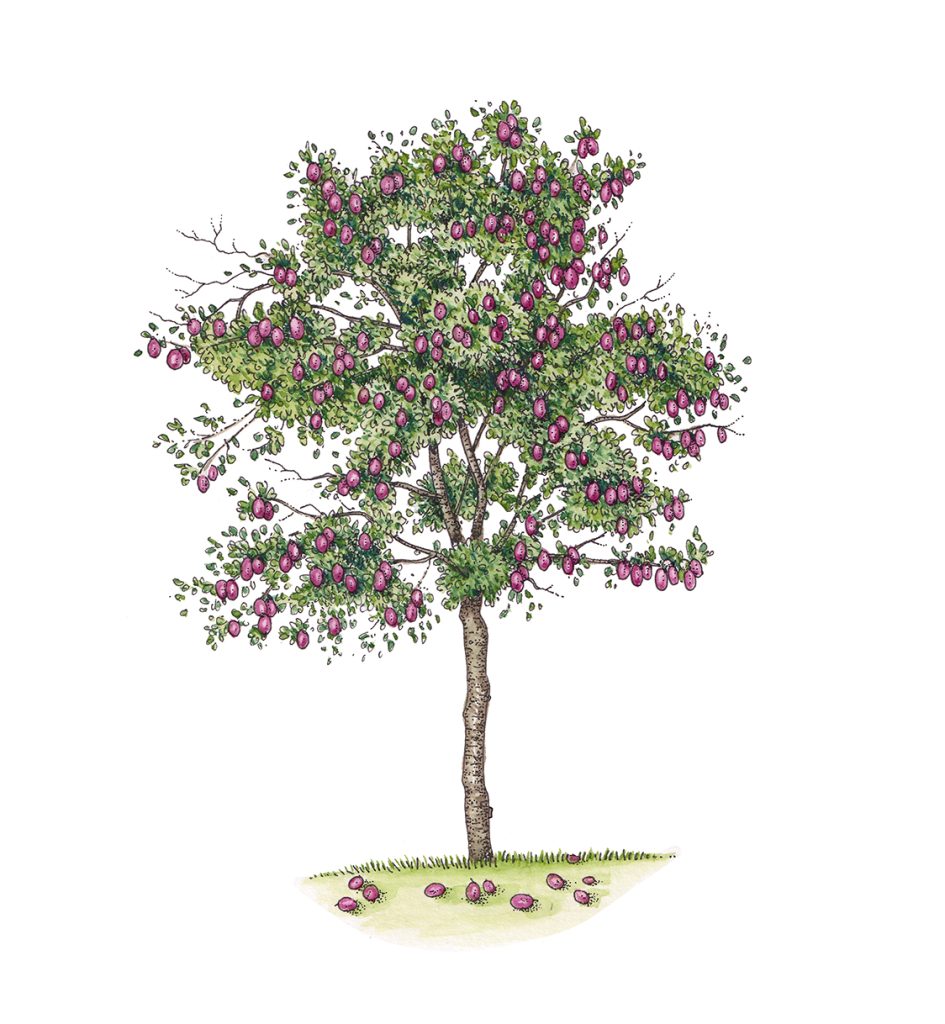Plum tree Prunus domestica - Lizzie Harper
