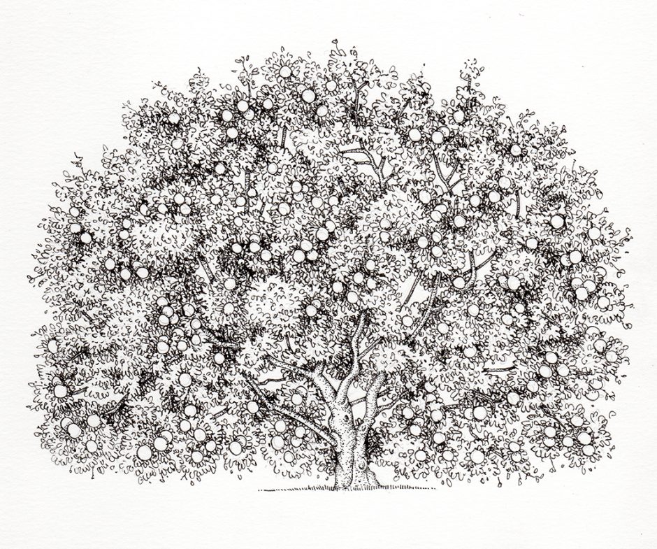 Quince Cydonia oblonga tree - Lizzie Harper